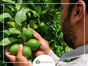 Citrofrut supports lime harvest cutters - Blog sobre agroindustria en ...