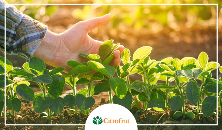 Agribusiness in Mexico, leverage for development - Blog sobre ...