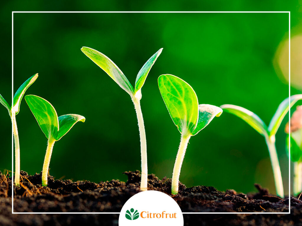 News Archives - Blog sobre agroindustria en México | Citrofrut