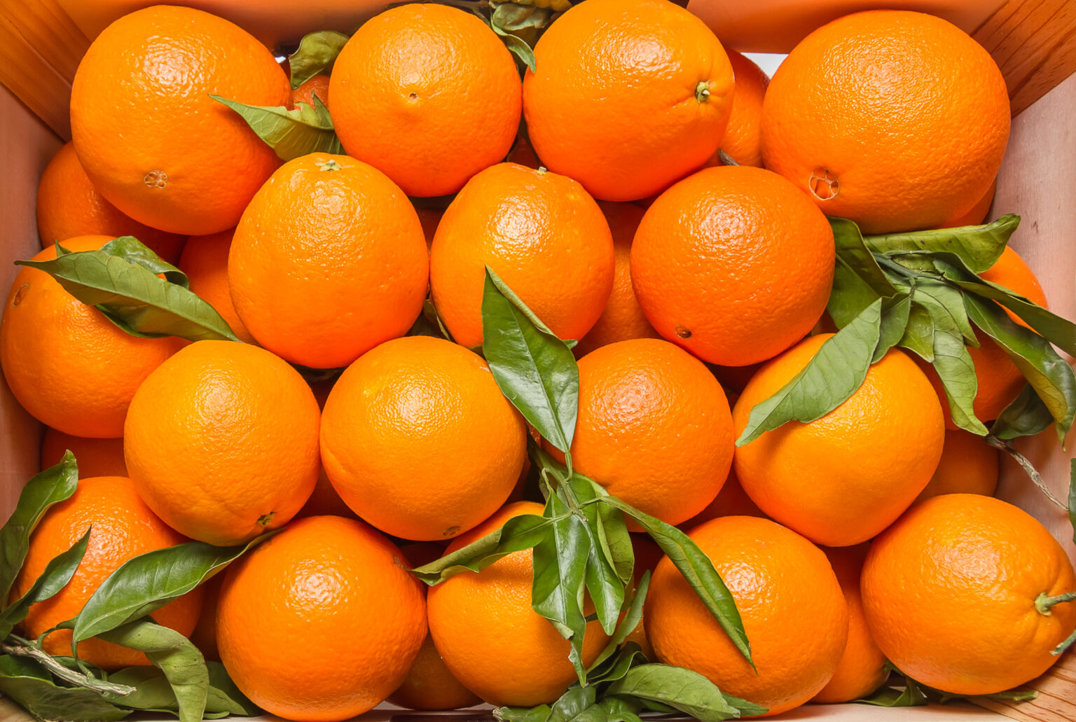 Conoce a la naranja de oro: La naranja Valencia - Blog sobre ...